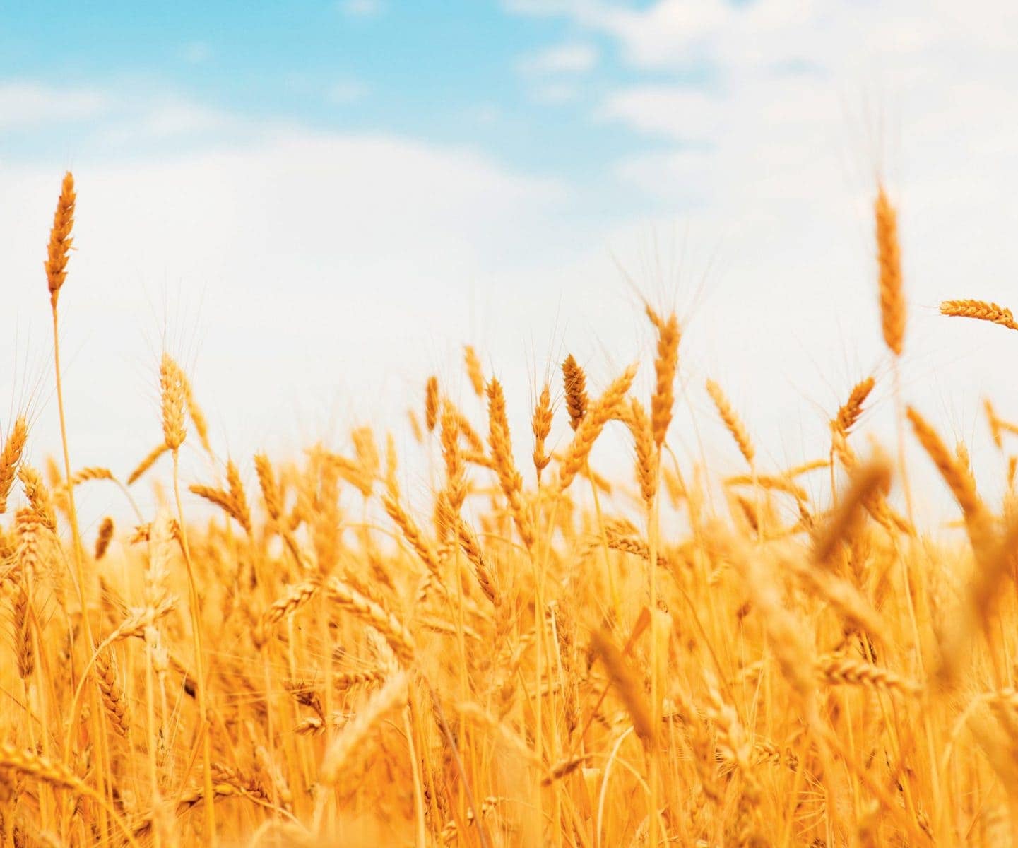 Guide to the new grains - Healthy Food Guide