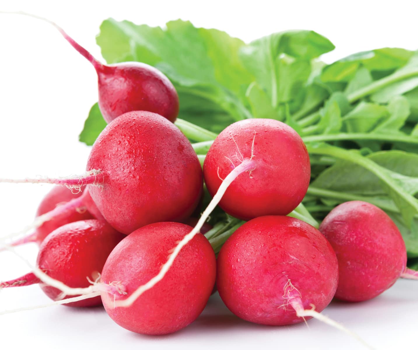 In season late winter: Radishes - Healthy Food Guide