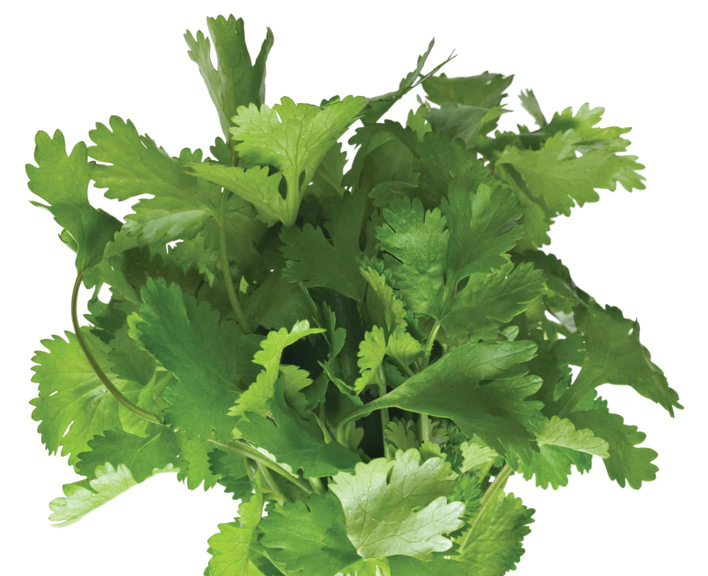 In season late summer: Coriander - Healthy Food Guide