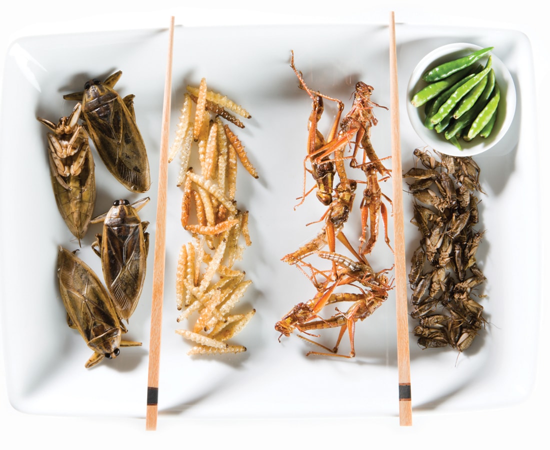 Eating insects a step too far for some - Healthy Food Guide