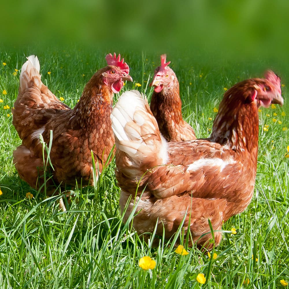 Free-range claims - Healthy Food Guide