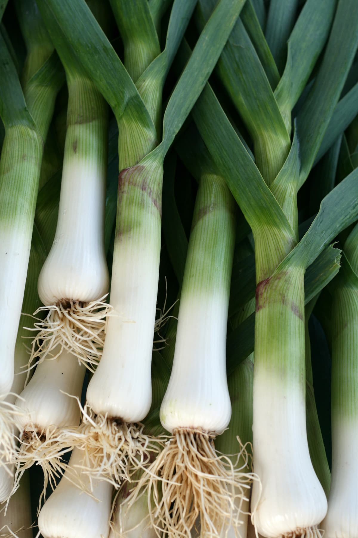 Ask the experts: Allium - Healthy Food Guide