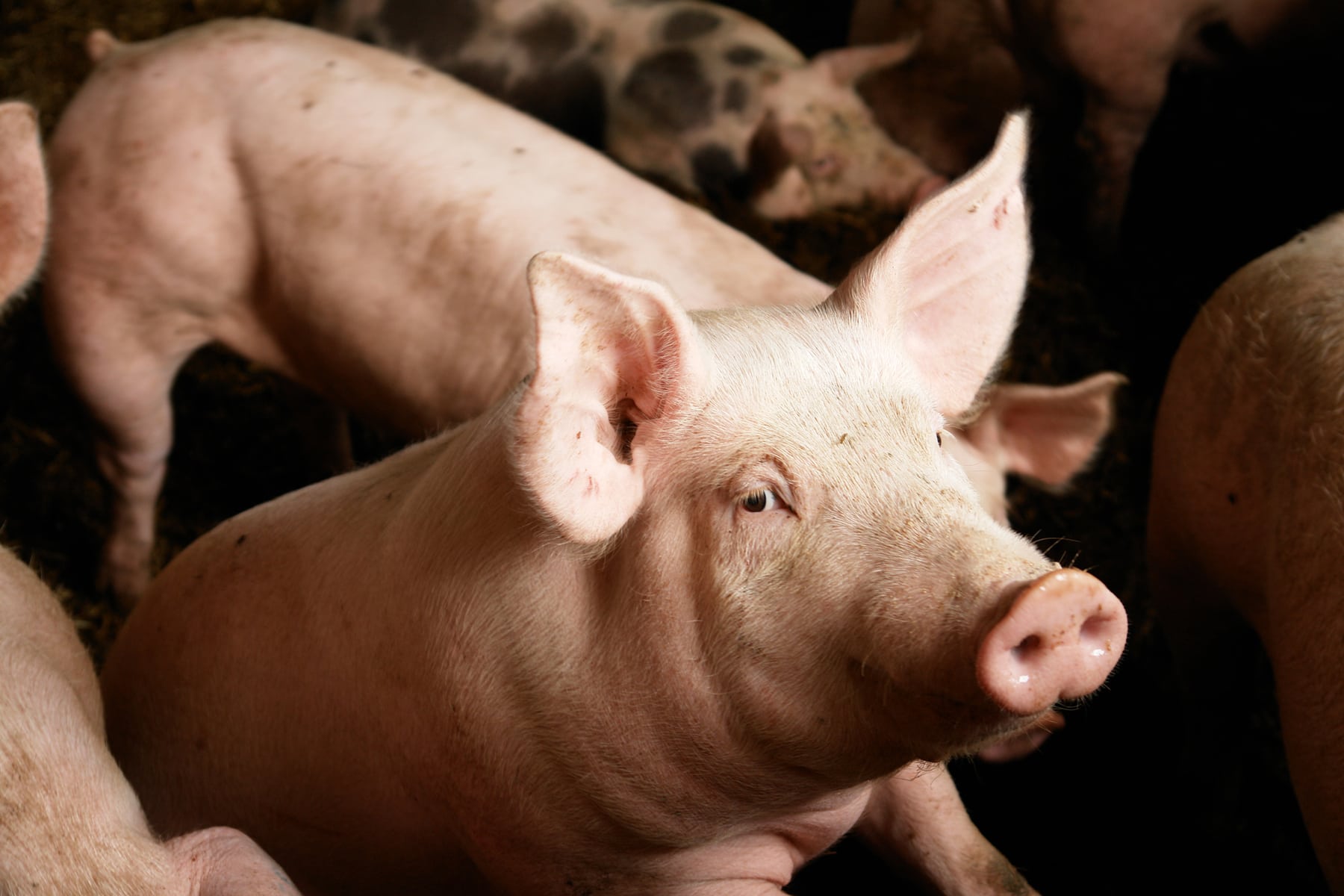 Ask the experts: Imported pork - Healthy Food Guide