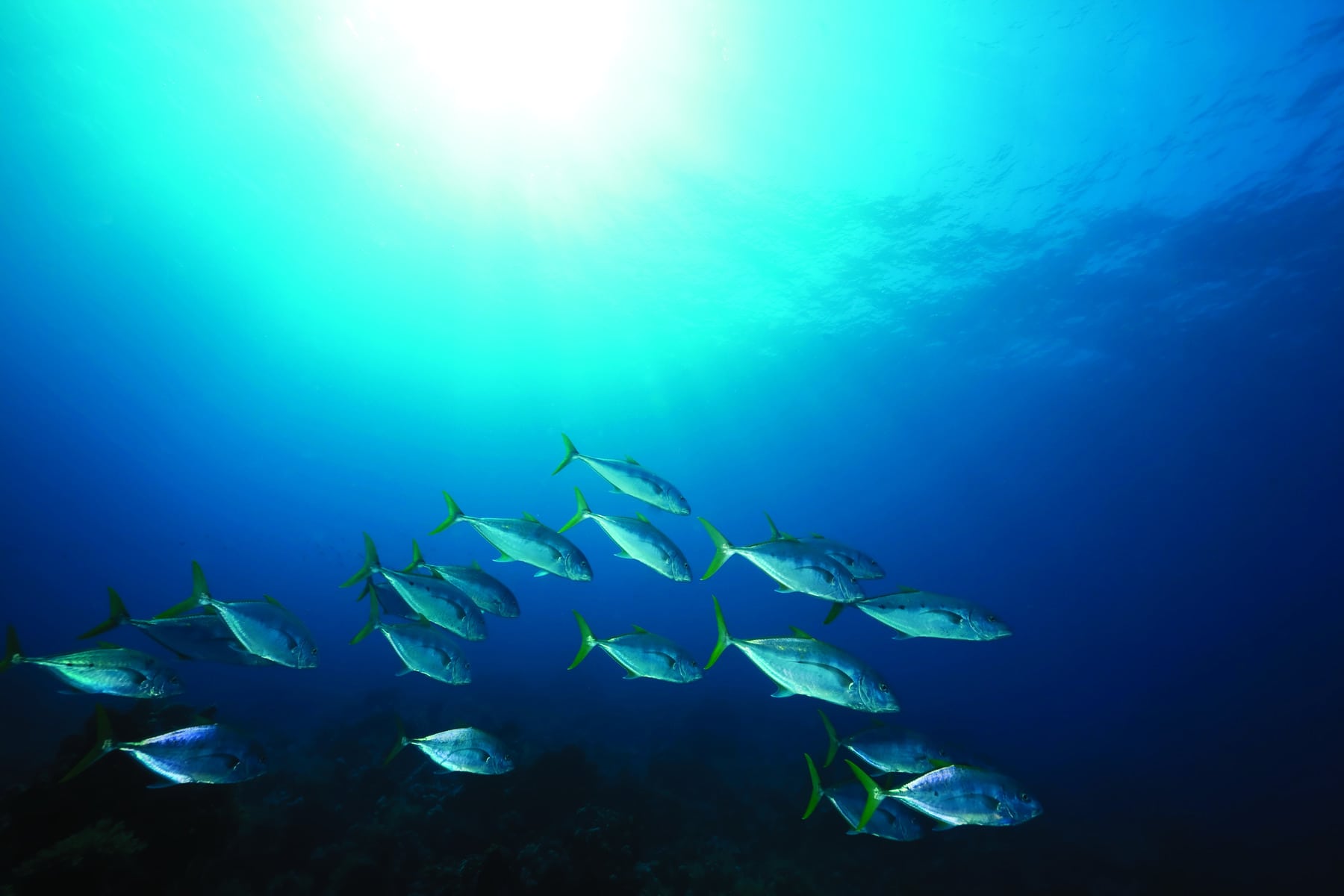 Guide to sustainable fish - Healthy Food Guide