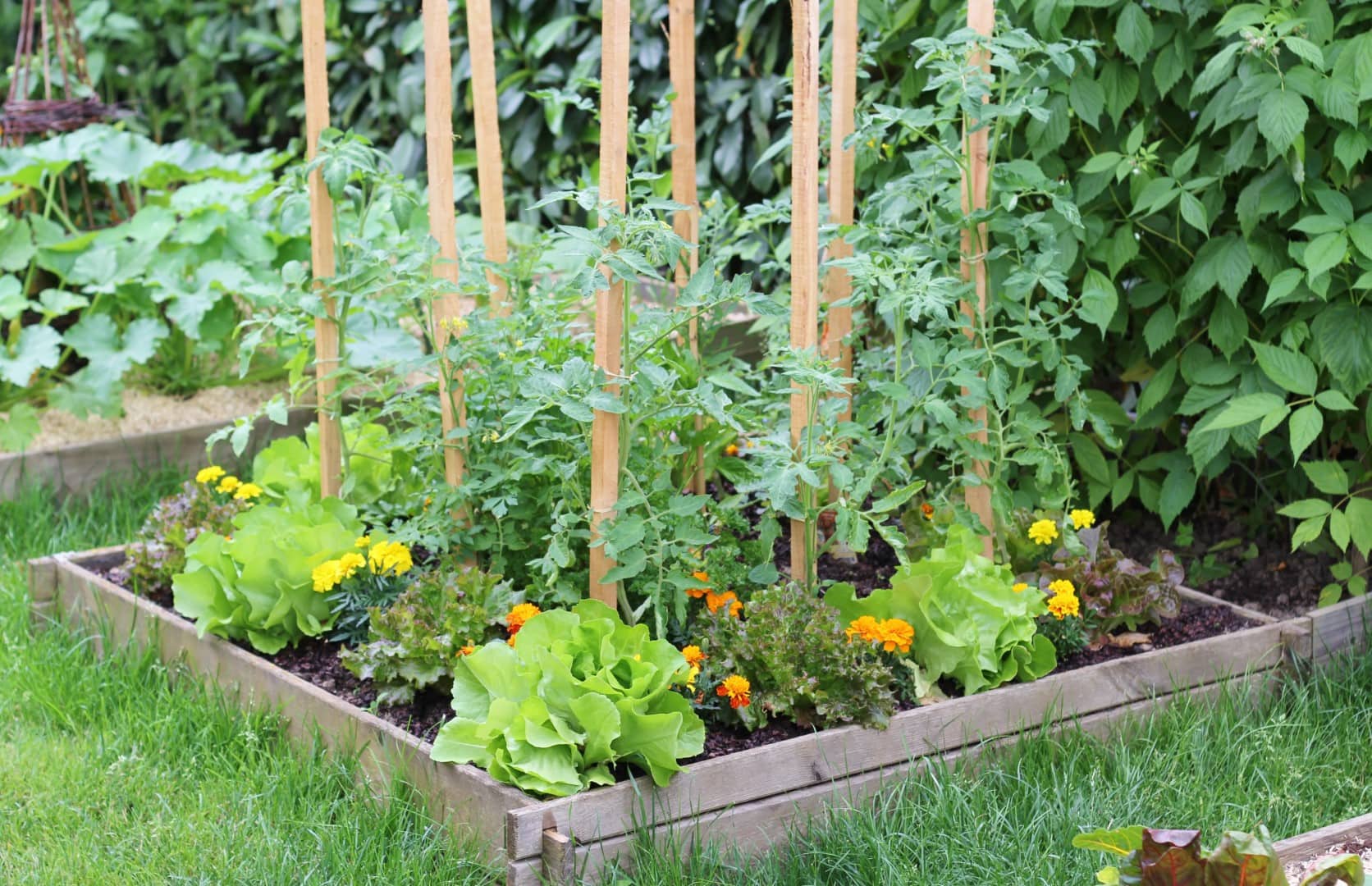 How to start a vege garden - Healthy Food Guide