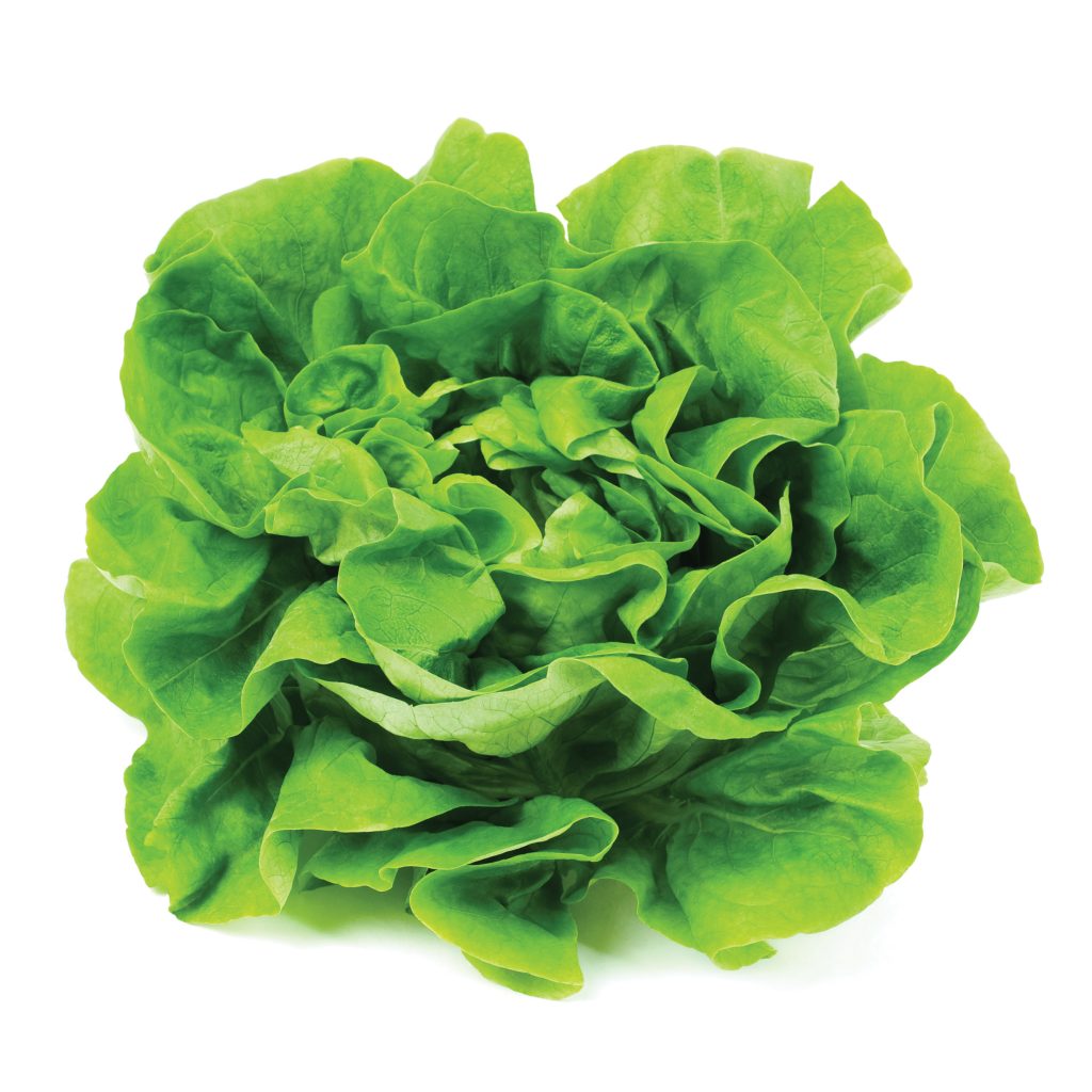 In season mid-summer: Lettuce - Healthy Food Guide
