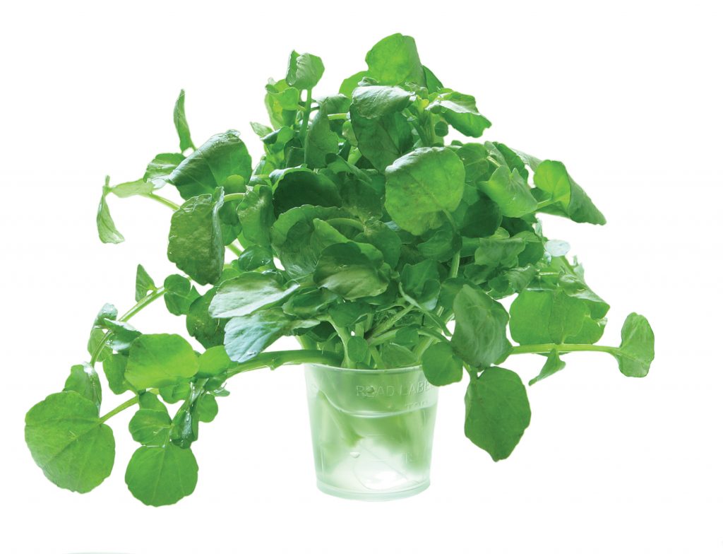 Watercress Vegetable