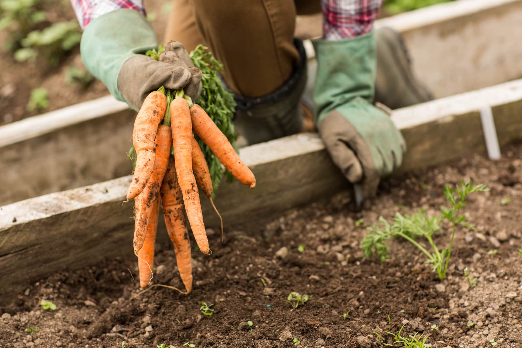 In the garden: Carrot gold - Healthy Food Guide