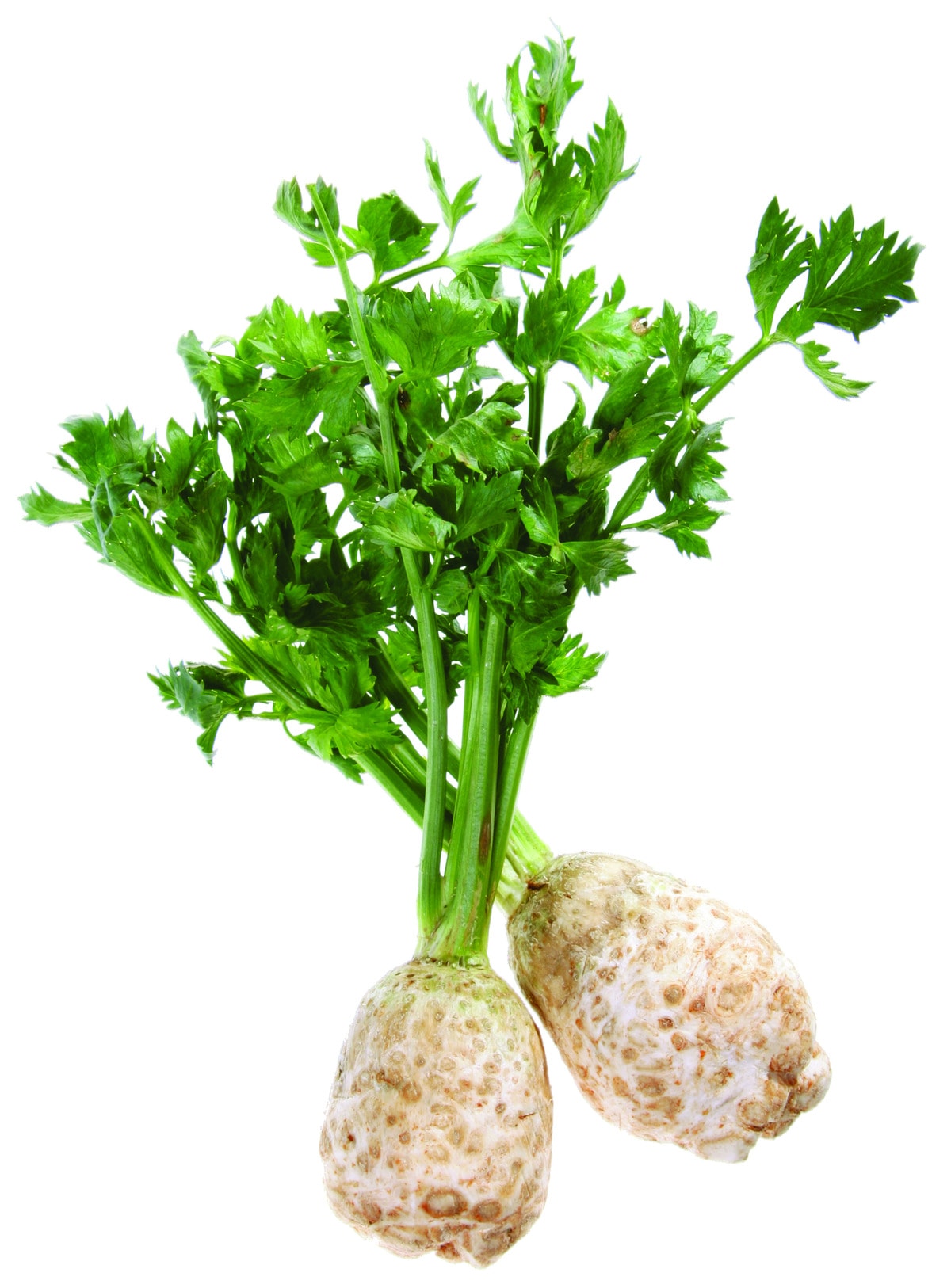 In season early autumn: Celery, celeriac - Healthy Food Guide