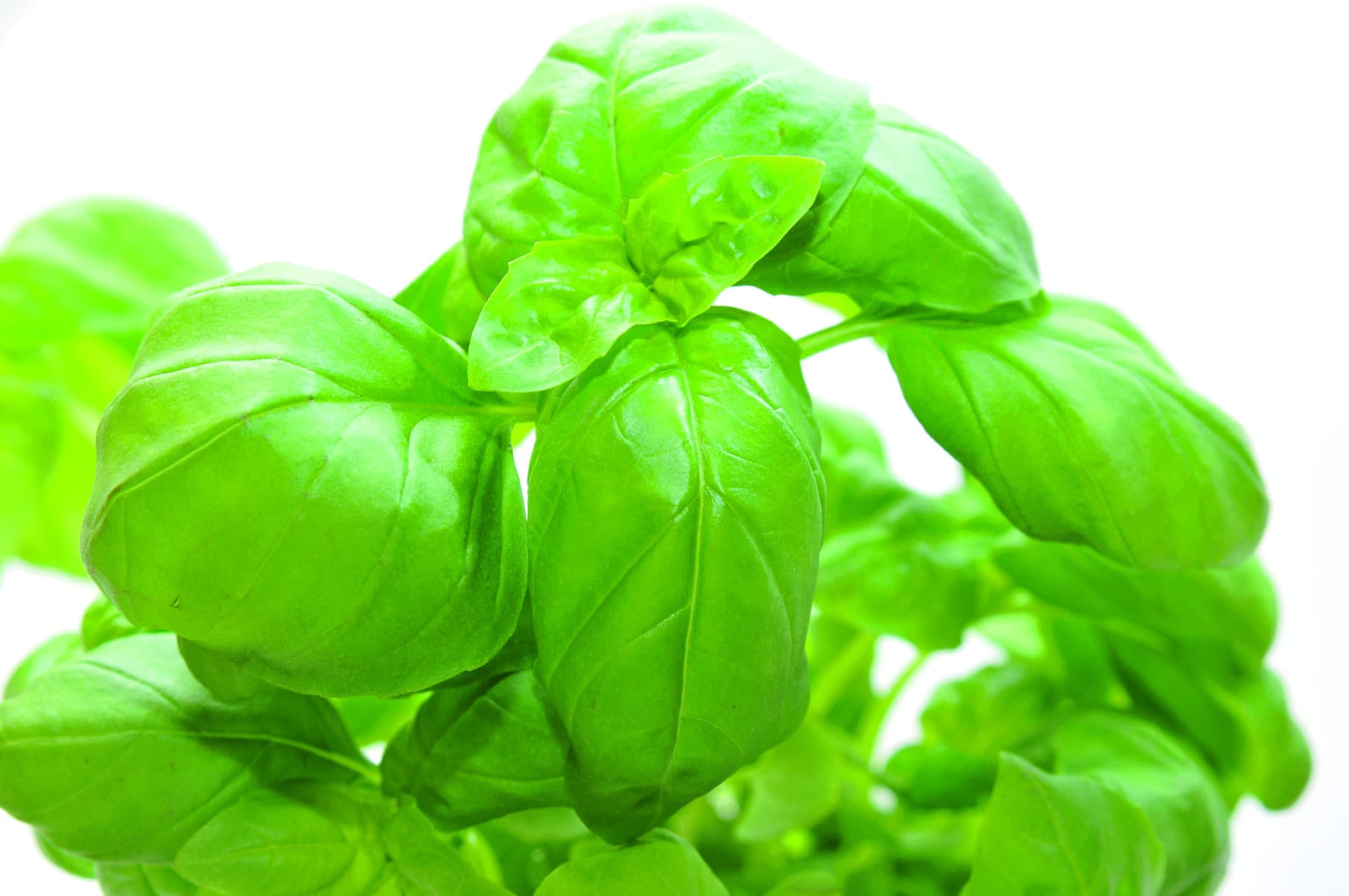 In season late spring: Basil - Healthy Food Guide