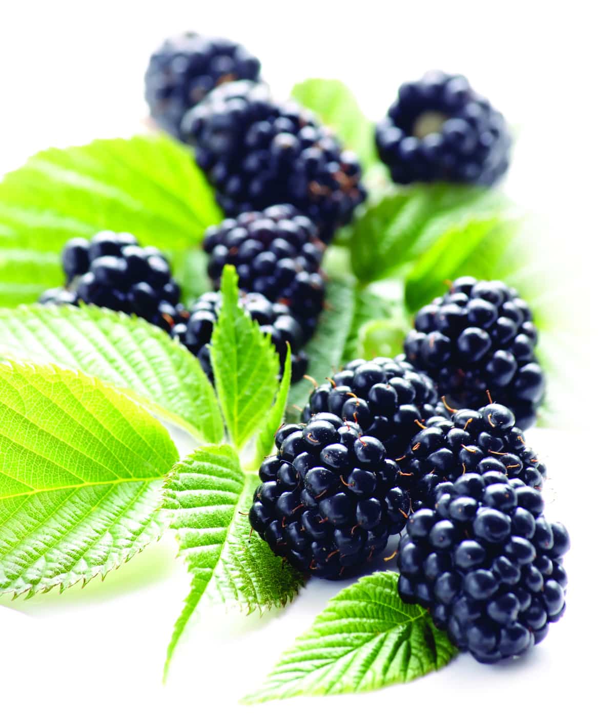 In season late spring: Blackberries - Healthy Food Guide