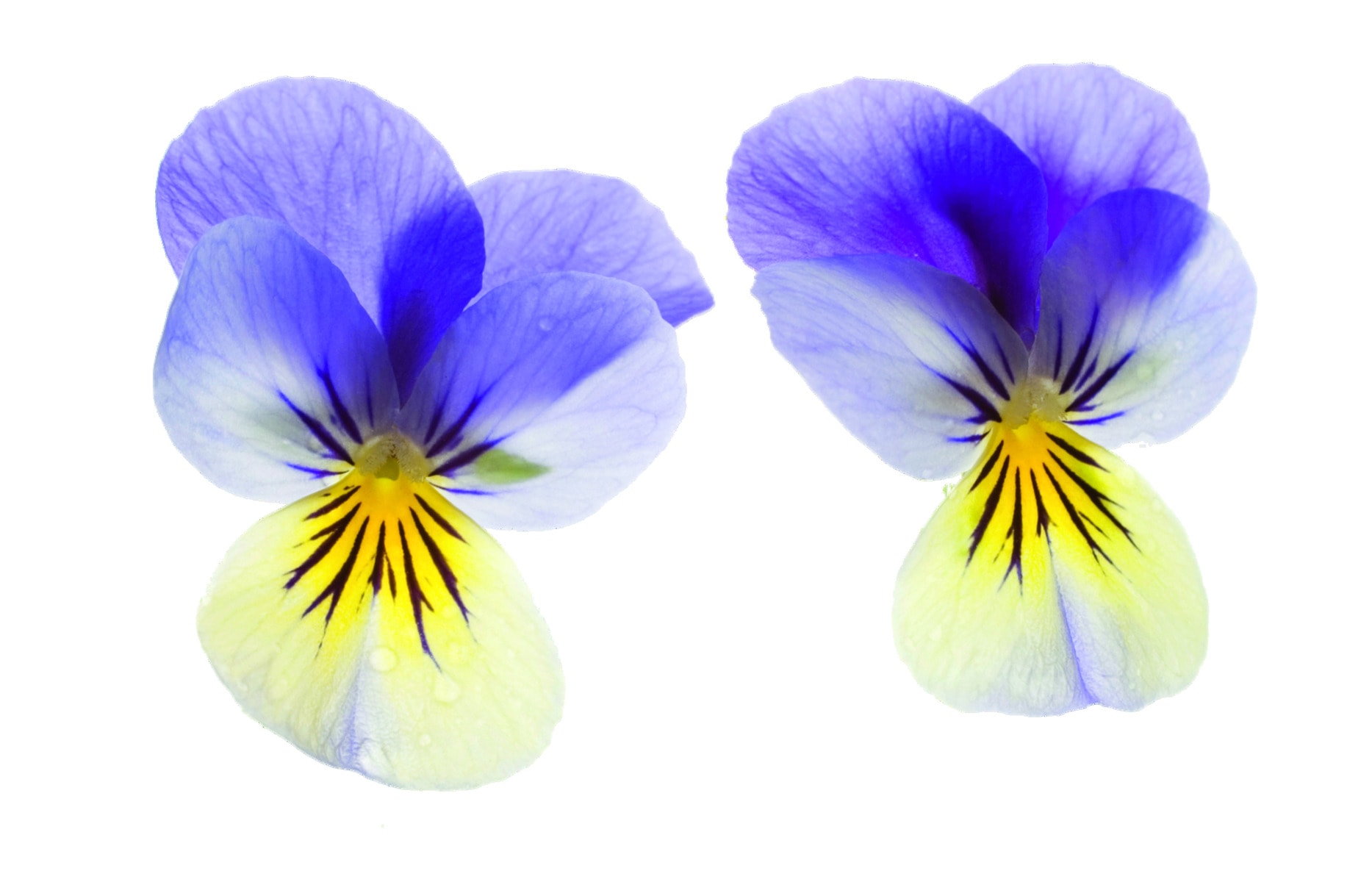 In season late spring: Edible flowers - Healthy Food Guide