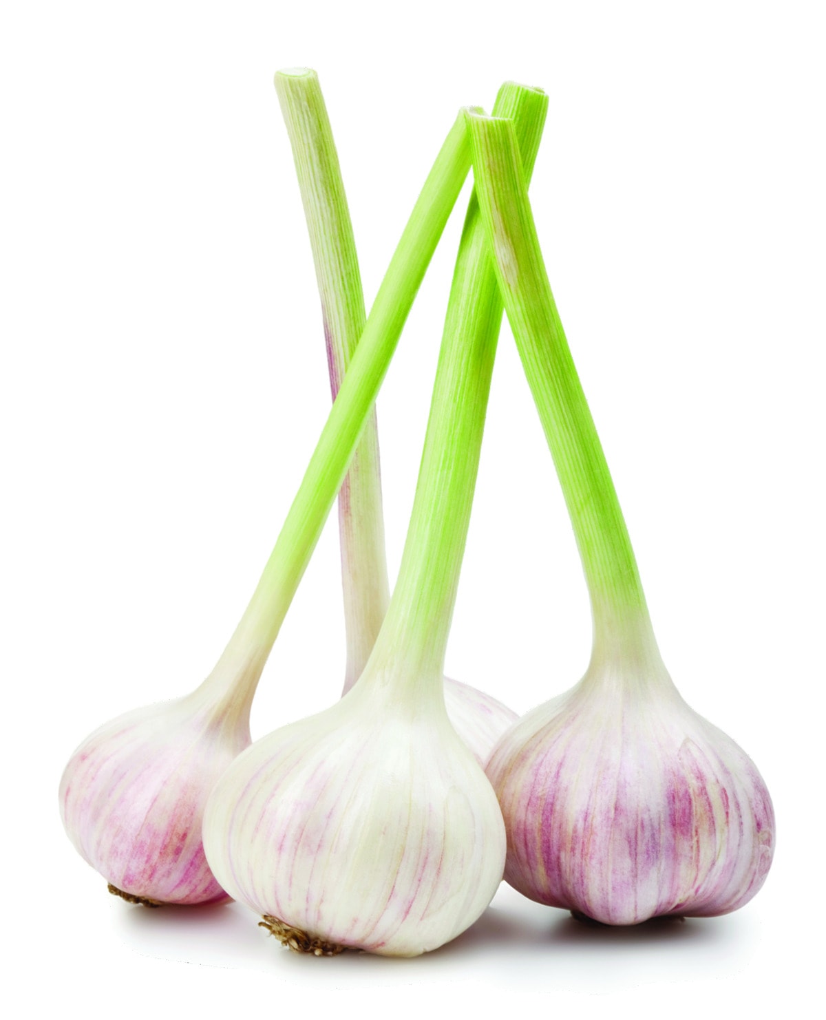 In season mid-spring: Garlic - Healthy Food Guide
