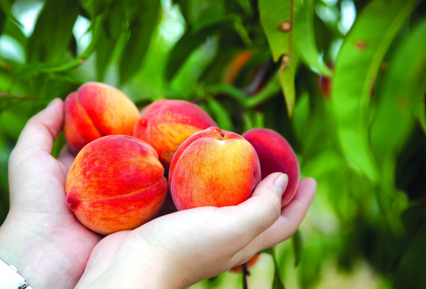 In the garden: Peachy keen - Healthy Food Guide
