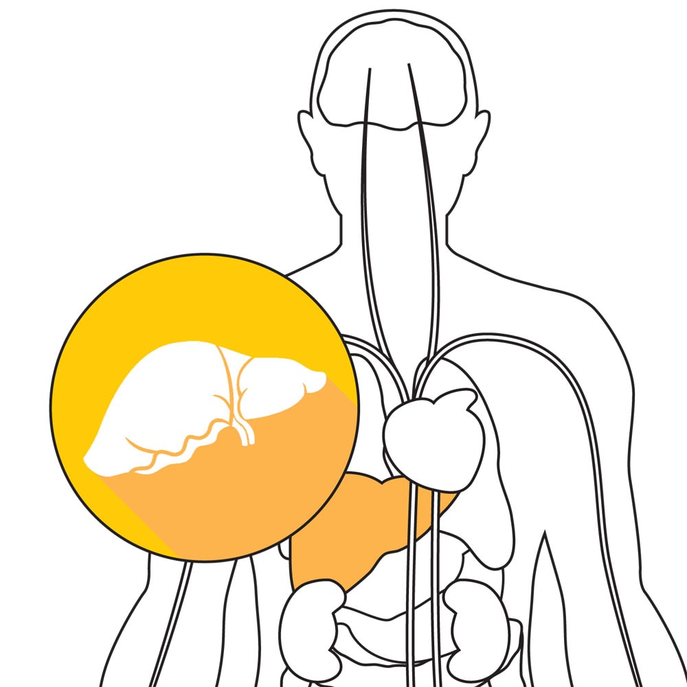 Inside your body: The liver - Healthy Food Guide
