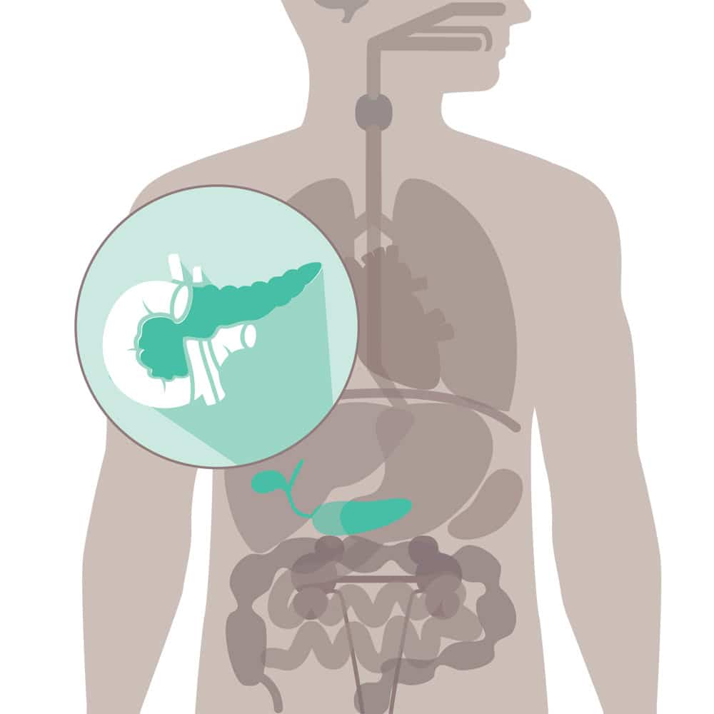 Inside your body: The pancreas - Healthy Food Guide
