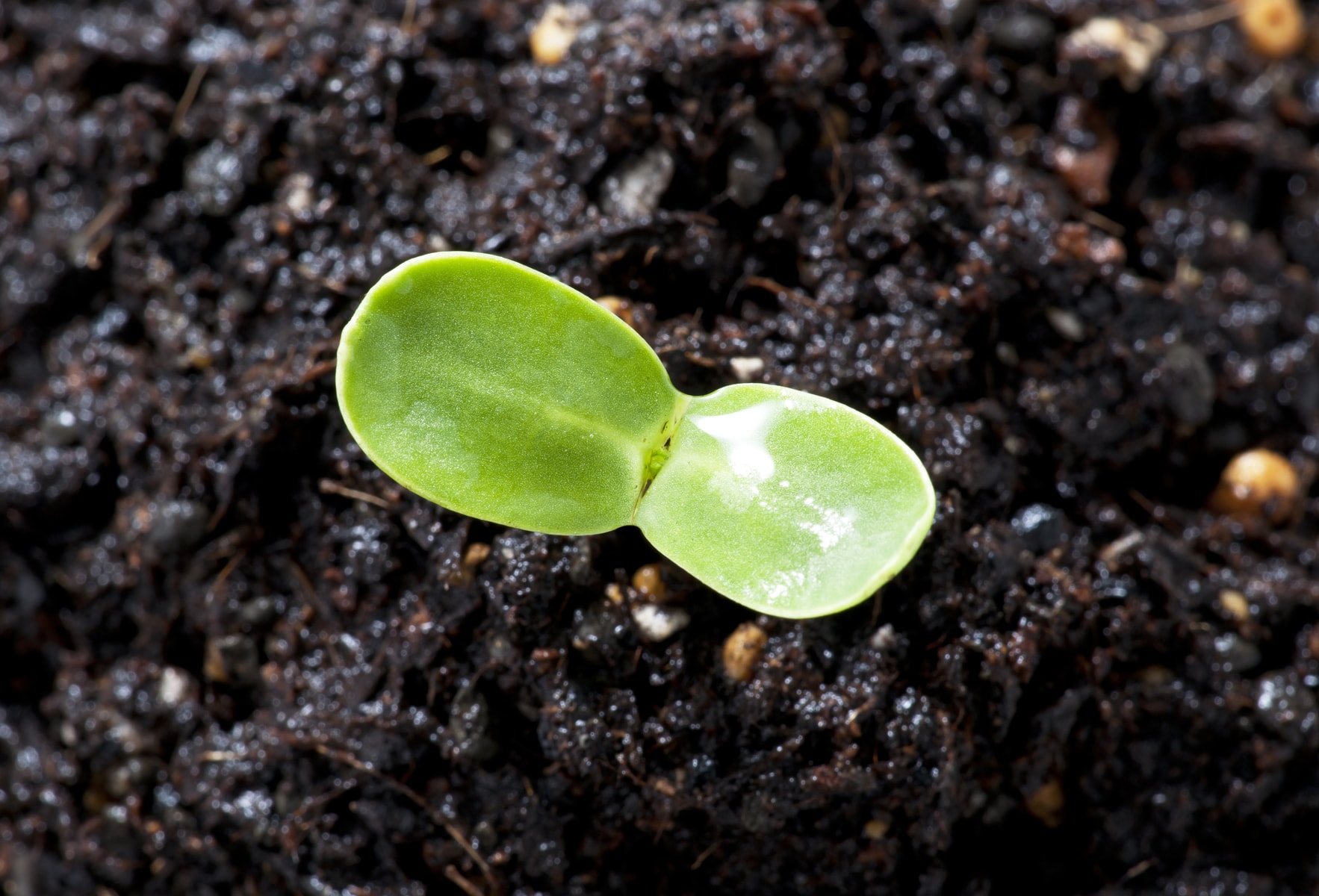 What does 'natural' mean? - Healthy Food Guide