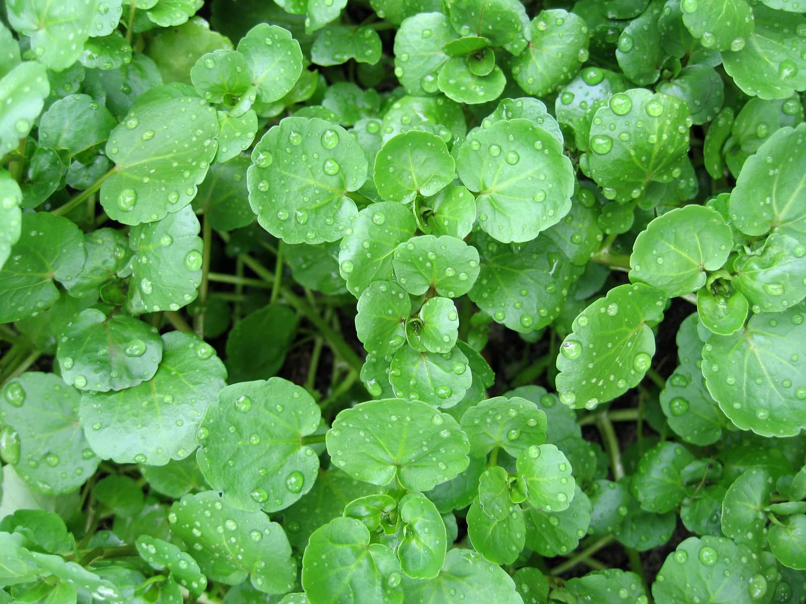 In season mid-winter: Watercress - Healthy Food Guide