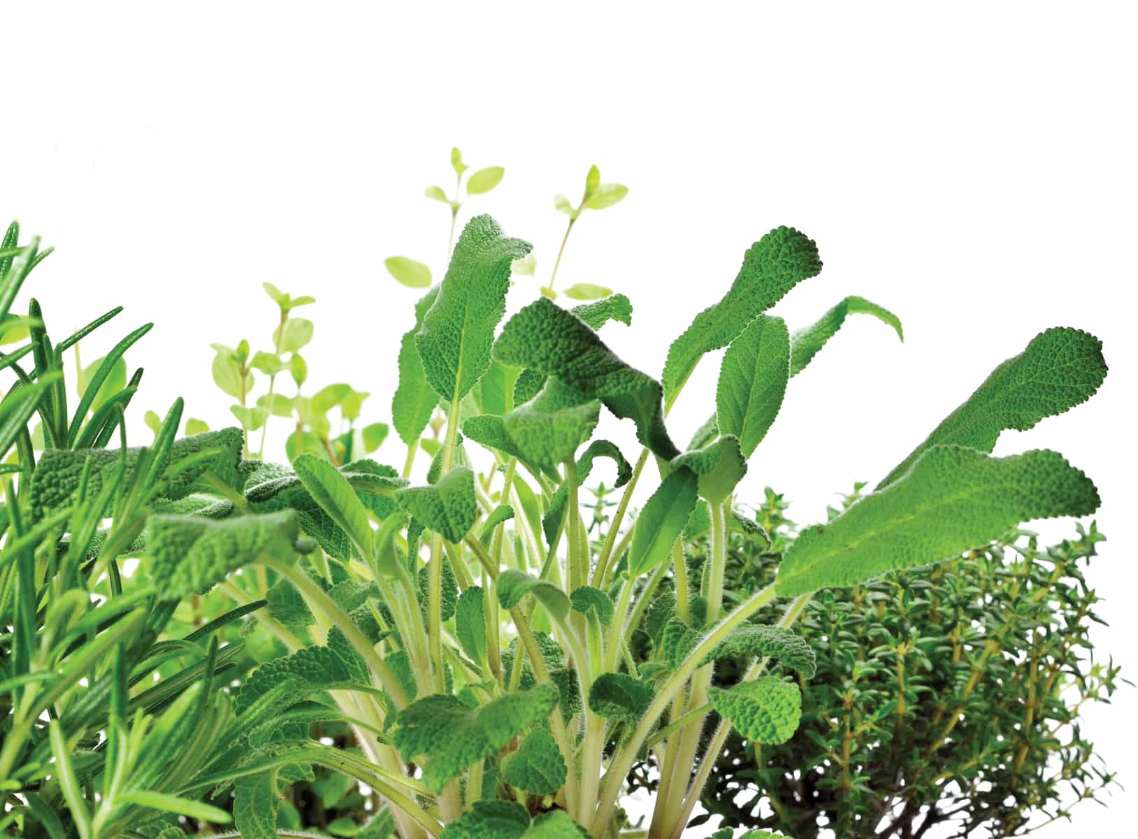All power to the plants - Healthy Food Guide