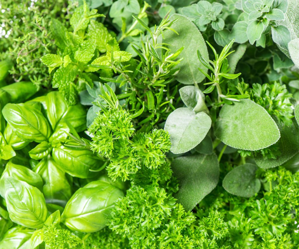 Commonly found herbs and their uses - Healthy Food Guide