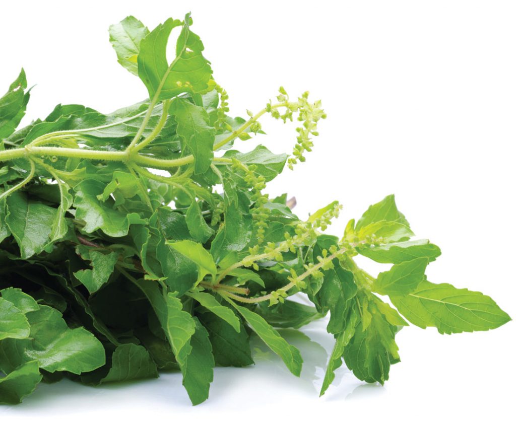 In season early spring: Holy basil and Minneola tangelo - Healthy Food ...