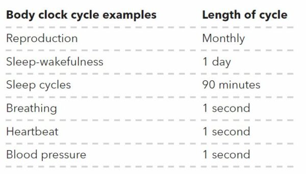 Optimise your body clock - Healthy Food Guide