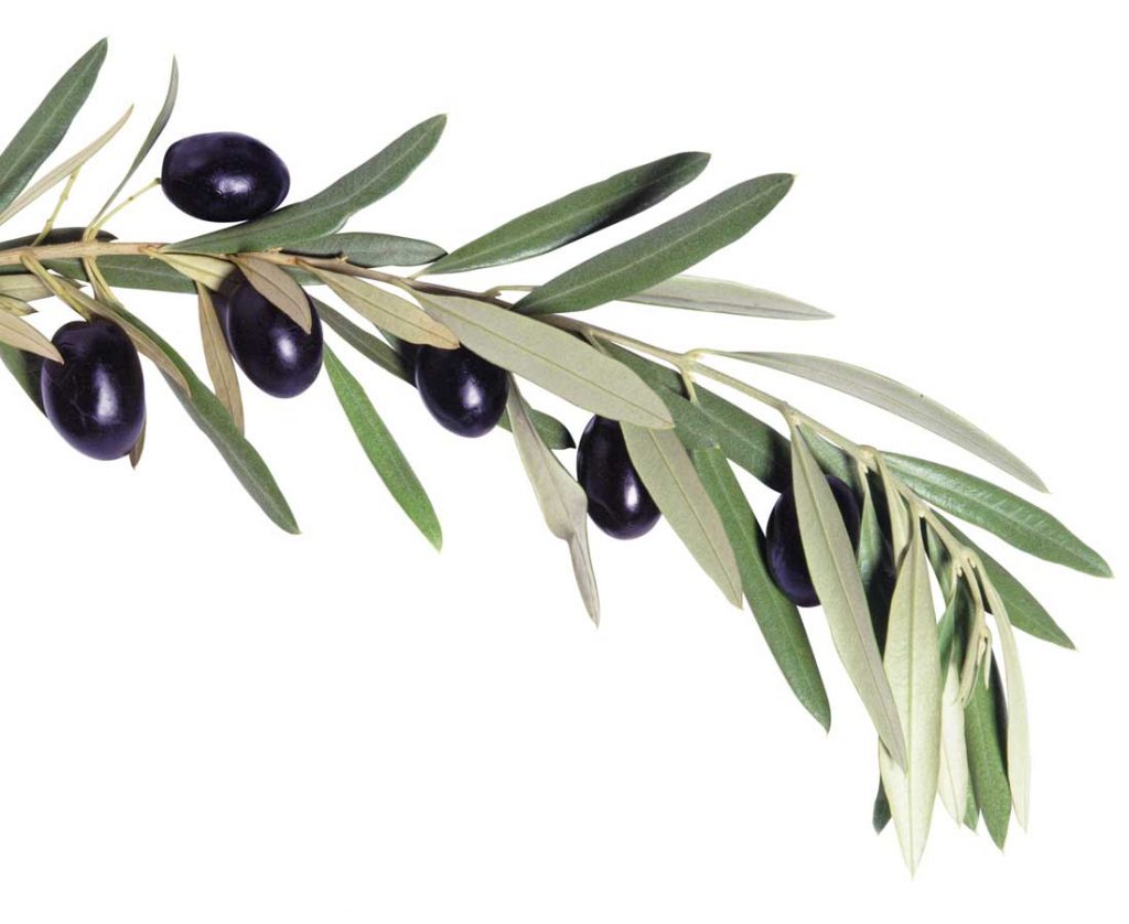 Myth buster: Does olive leaf extract work? - Healthy Food Guide