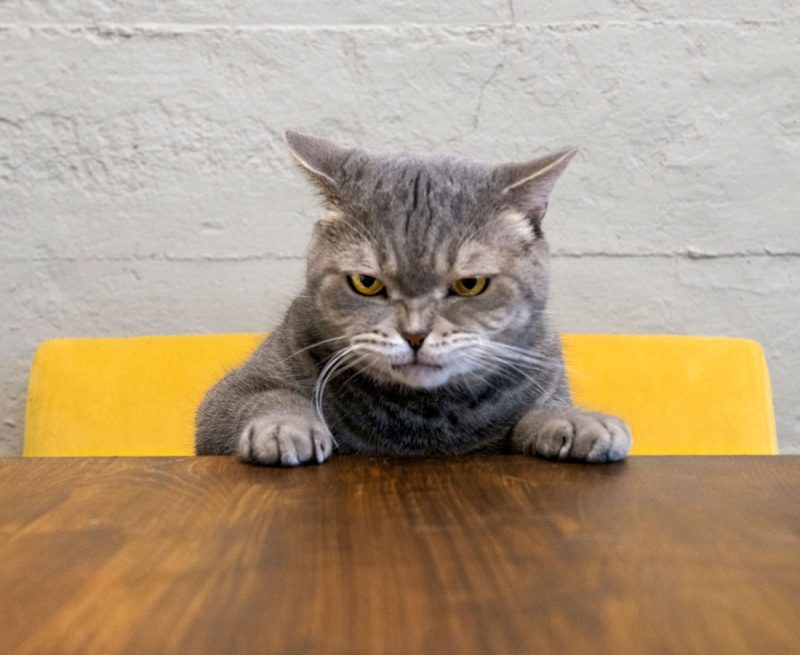 Why people get hangry, according to science - Healthy Food Guide