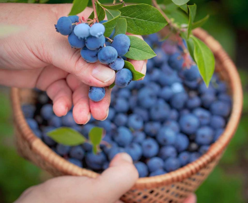 The health benefits of blueberries - Healthy Food Guide