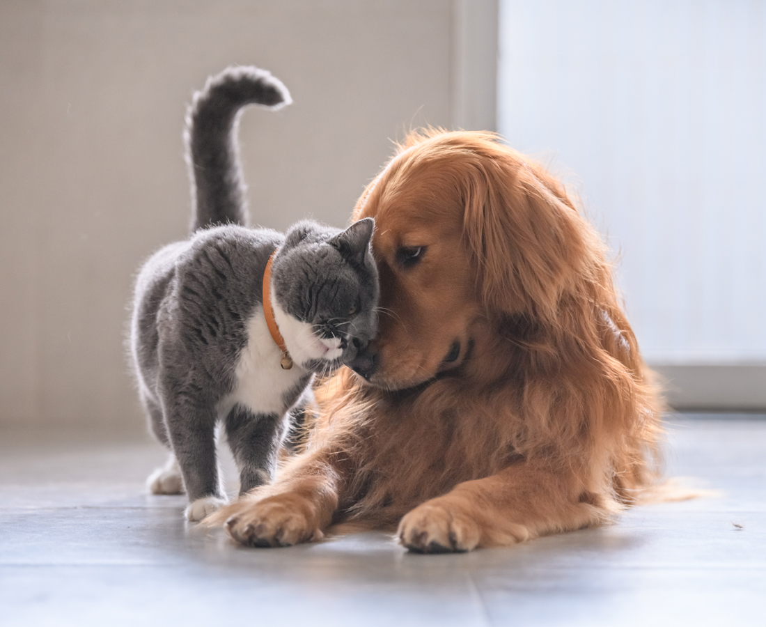 4 effective ways to keep your pets lean and healthy - Healthy Food Guide