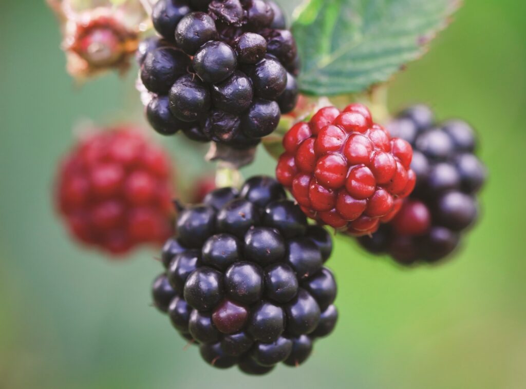 Fruit spotlight: Blackberries - Healthy Food Guide