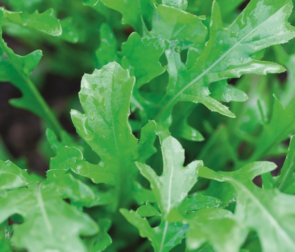 Produce spotlight: Wild rocket - Healthy Food Guide
