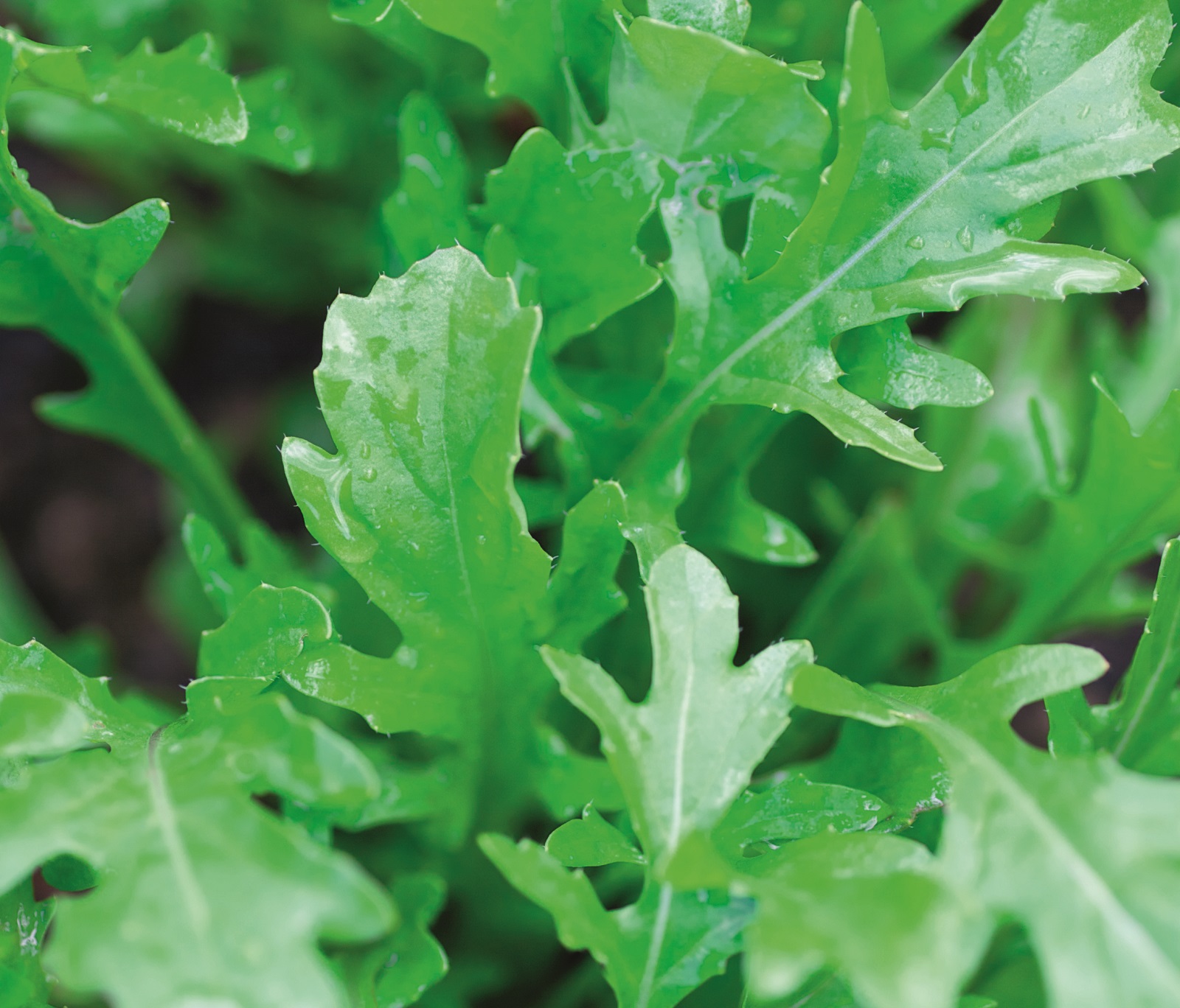 Produce spotlight: Wild rocket - Healthy Food Guide